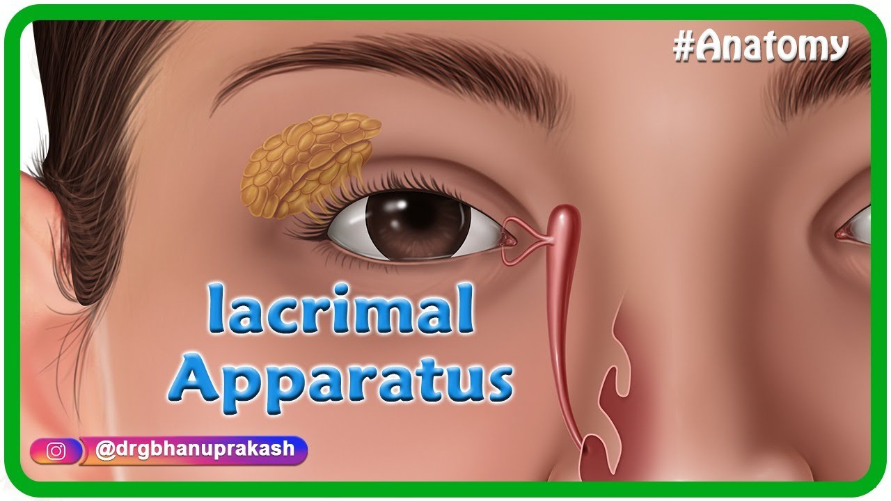 Anatomy of lacrimal apparatus Animation - USMLE Step 1 - YouTube