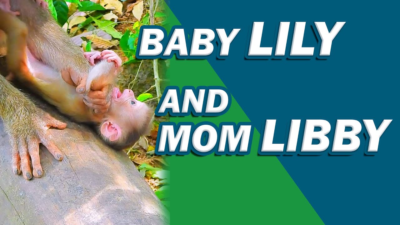 Baby Lily and Libby A Day of Joy, Laughter, and Love – New Update! 🐵🌼 ...