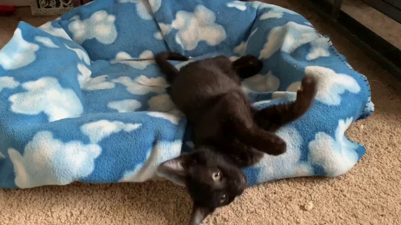 Video of adoptable pet named Rizzo - YouTube