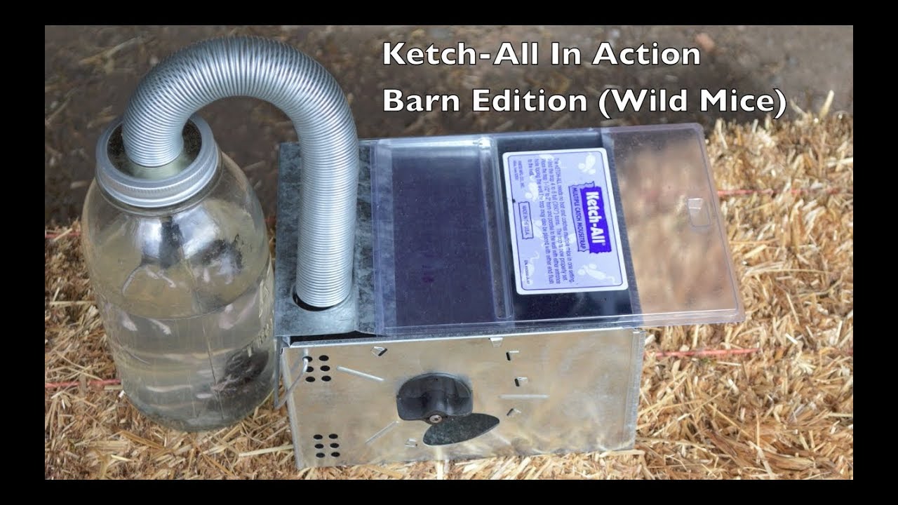 "Wild Mouse - Barn Edition (Requested by Viewers)" Ketch-All Mouse Trap ...