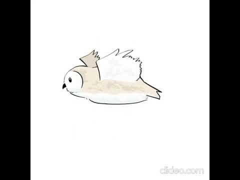 OWL FLYING ANIMATION PRACTICE - YouTube