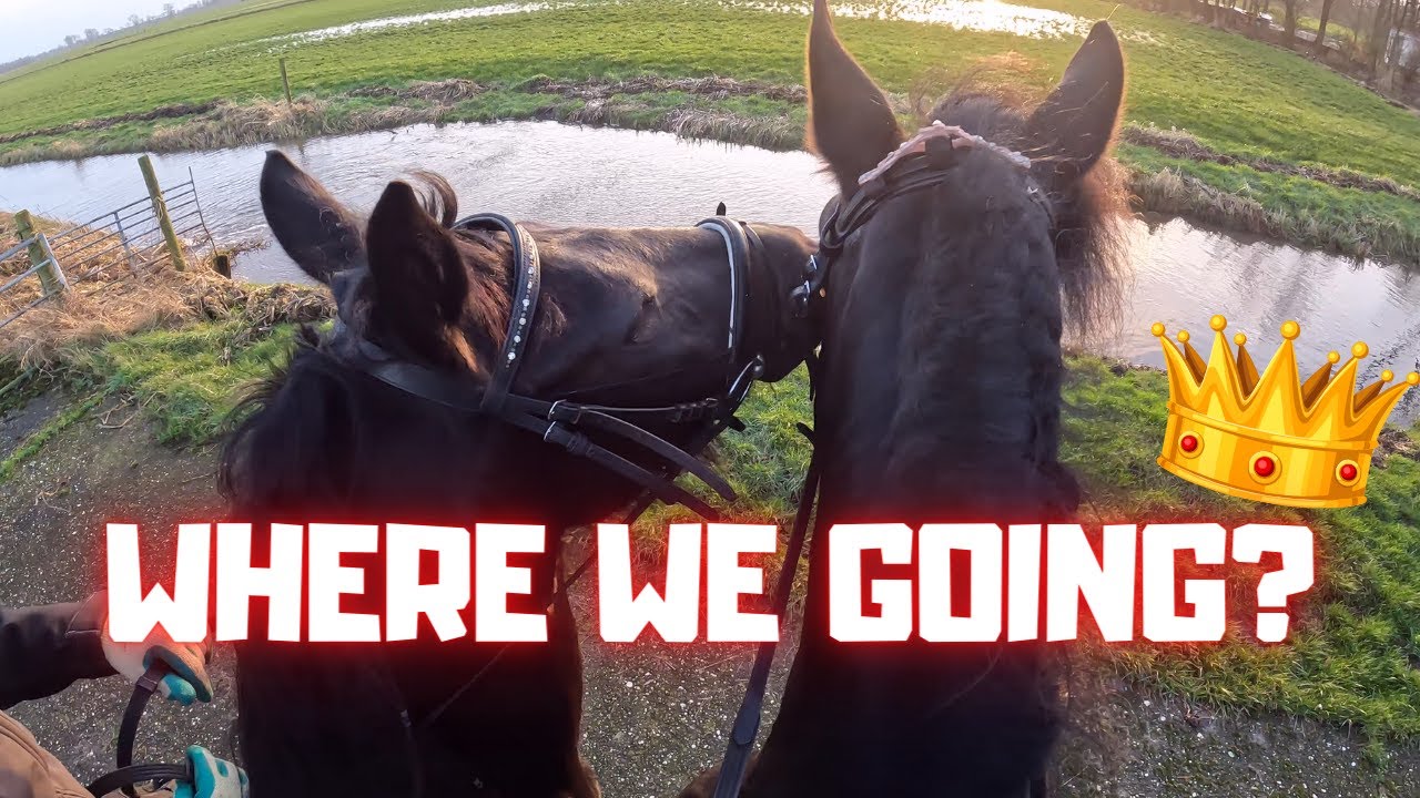 Where are we going? A trail ride on Queen👑Uniek with the GoPro ...