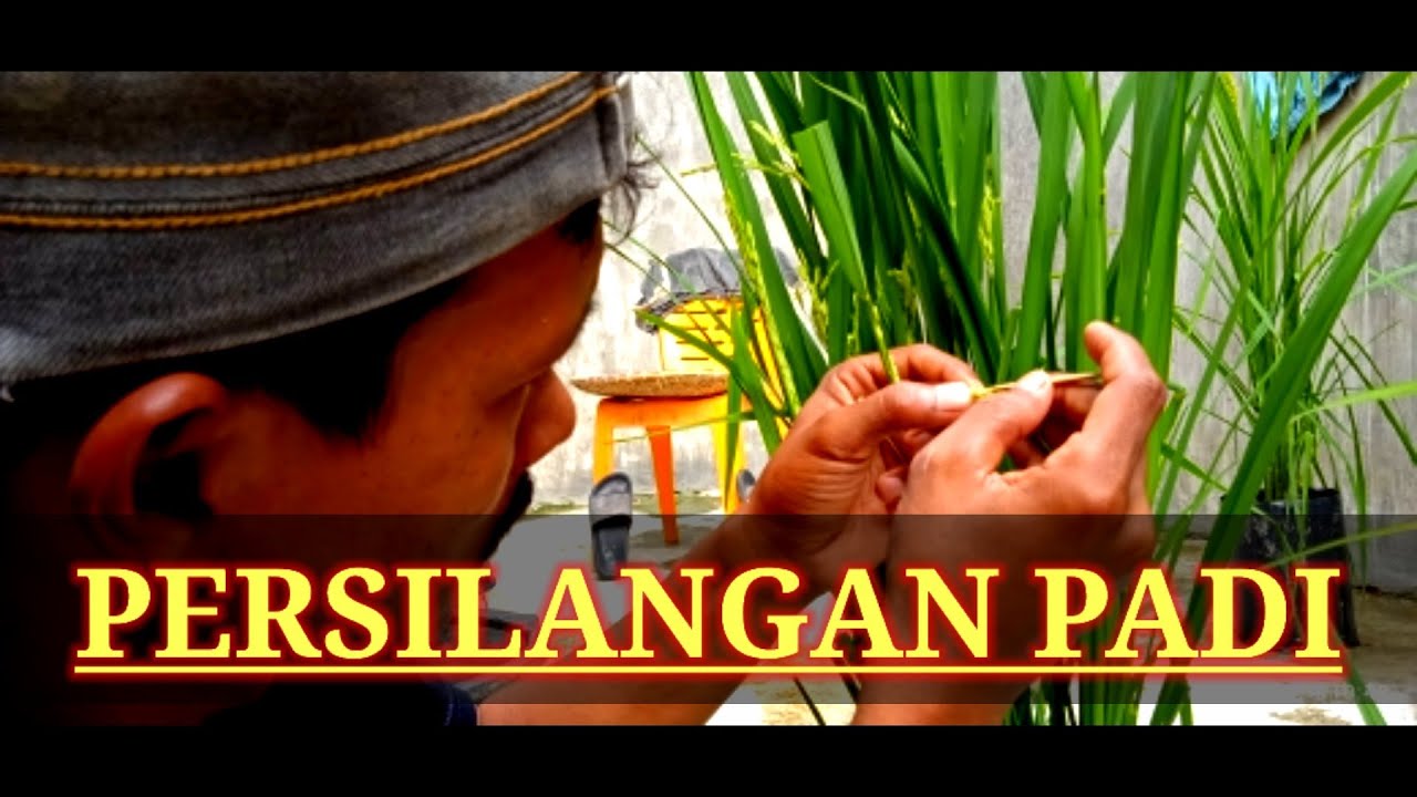 Persilangan Padi - YouTube