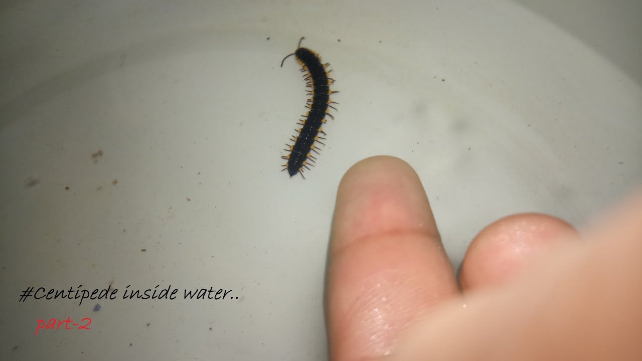 Centipede || with an action inside water ..! part-2.. - YouTube
