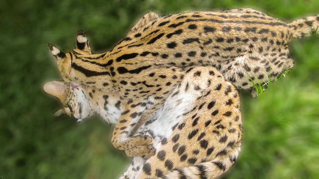 Serval love - YouTube