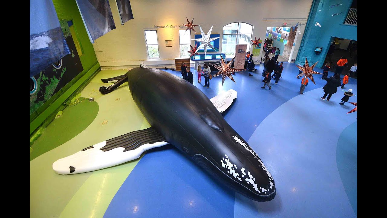 Inflatable Whale takes shape at Maritime Aquarium - YouTube