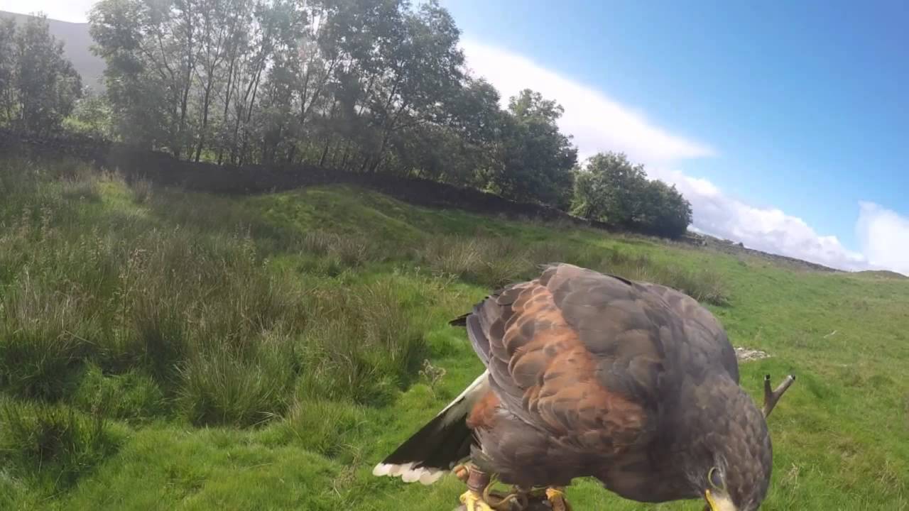Hunting with Harris Hawks - YouTube