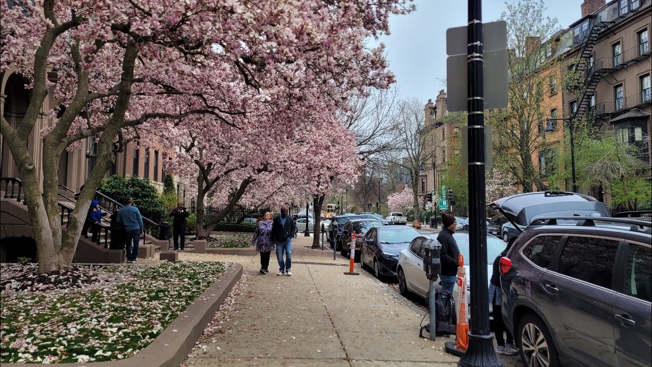 Seasonal Boston: Spring with Cherry Blossoms in Full Bloom - YouTube