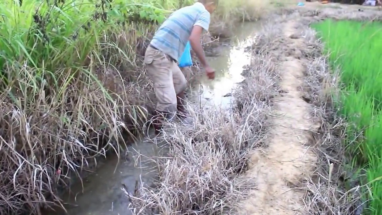 How to Find Snail In Cambodia How to Find Snail and Cooked Snail and ...