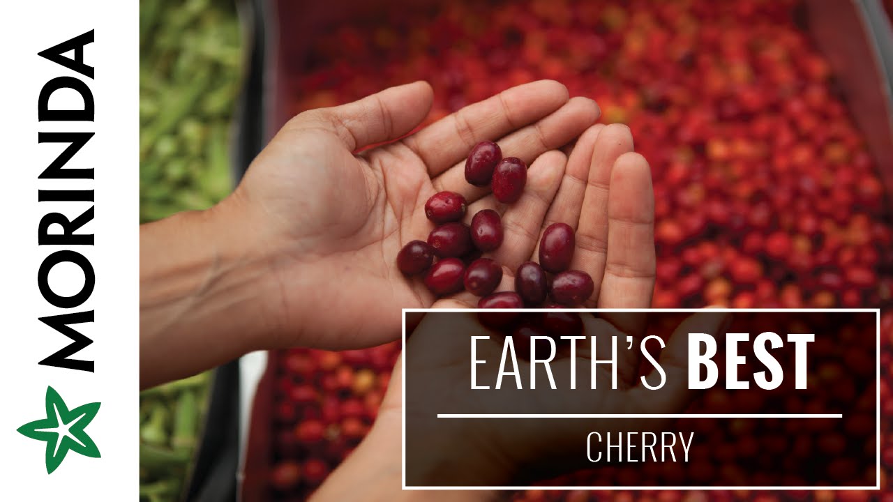The Benefits of Earth's Best Cherry - Anti-AGE - YouTube