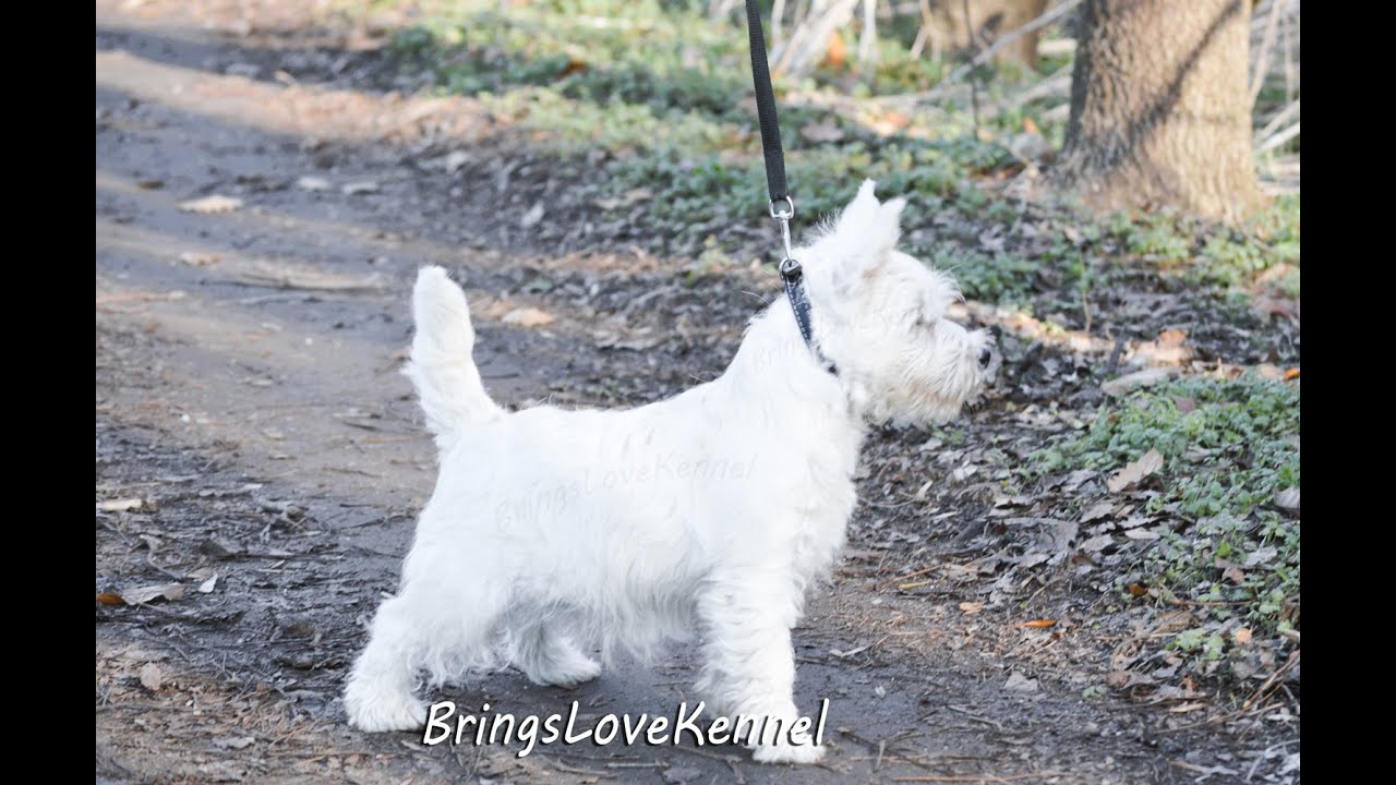 West Highland white terrier (westie) Rumba Brings Love - Training in ...