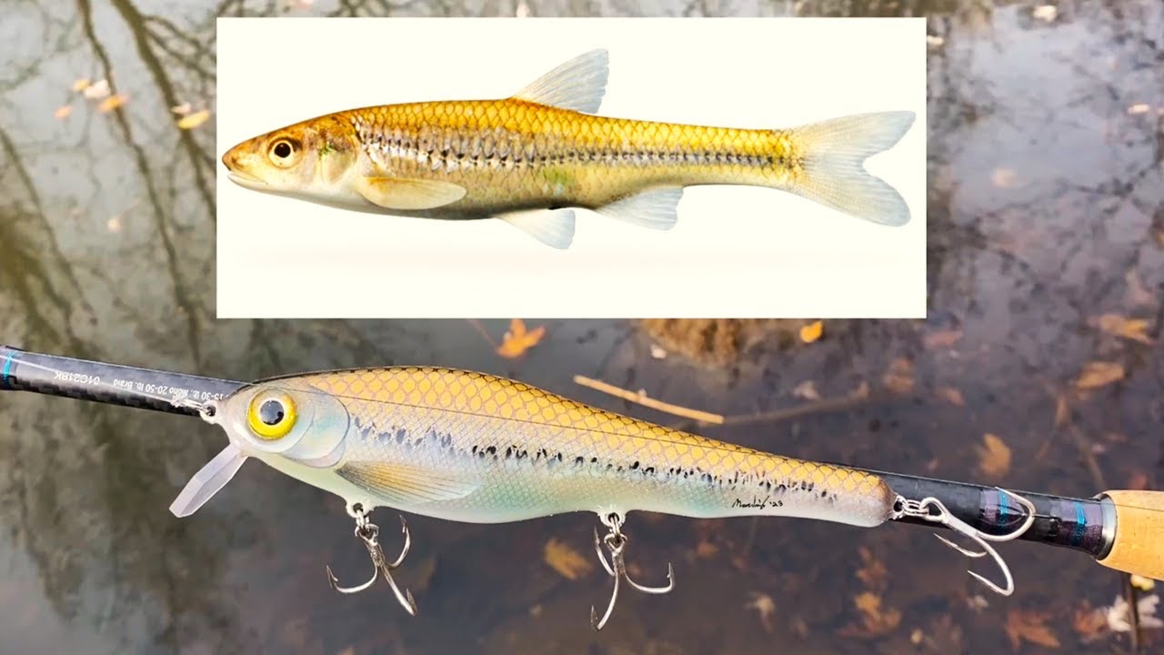 Making a Big Mouth Shiner - YouTube