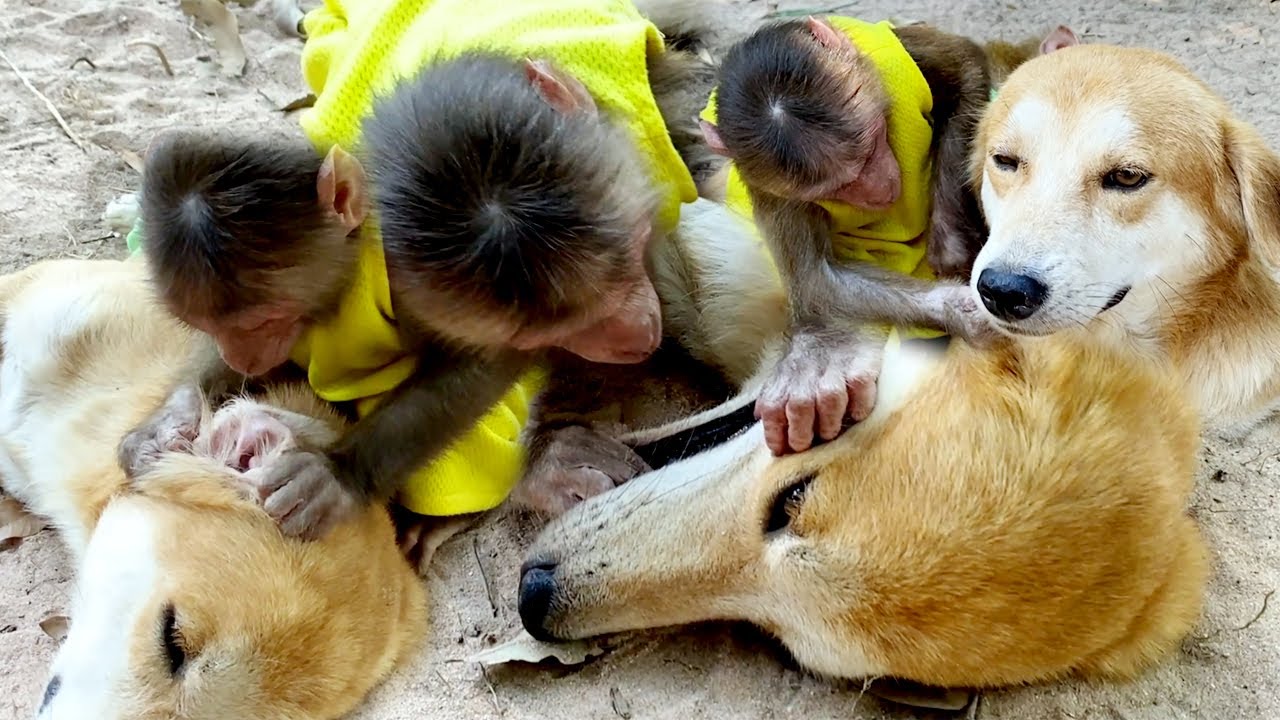Monkey and Dog are Good Friends help friends ! #animals #shorts #bae3 # ...