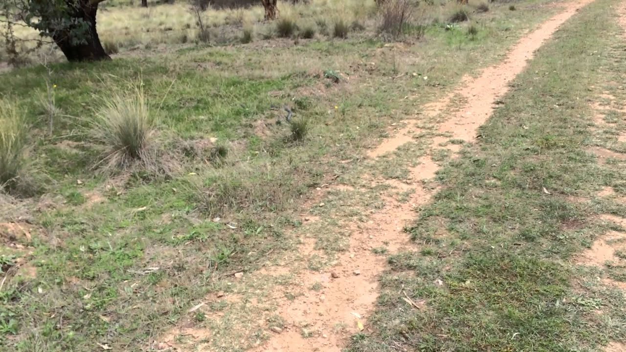 Red Bellied Black Snake at Googong dam. - YouTube