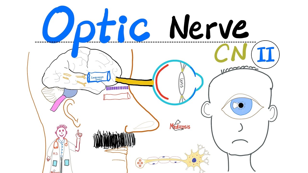 Optic Nerve & Visual Pathway | Cranial Nerve 2 (CN II) | Neuroanatomy ...