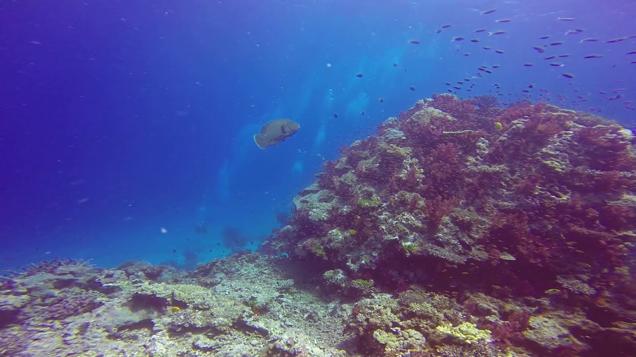 Diving in Taveuni - part 2 - YouTube