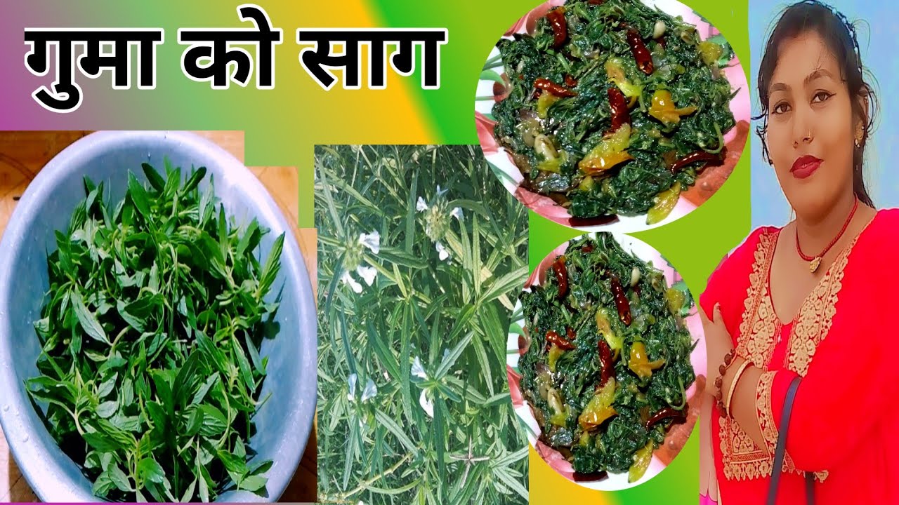गुमा को साग कसरी बनाउने / guma ke saag kayse banate || Dronpuspi Recipe ...
