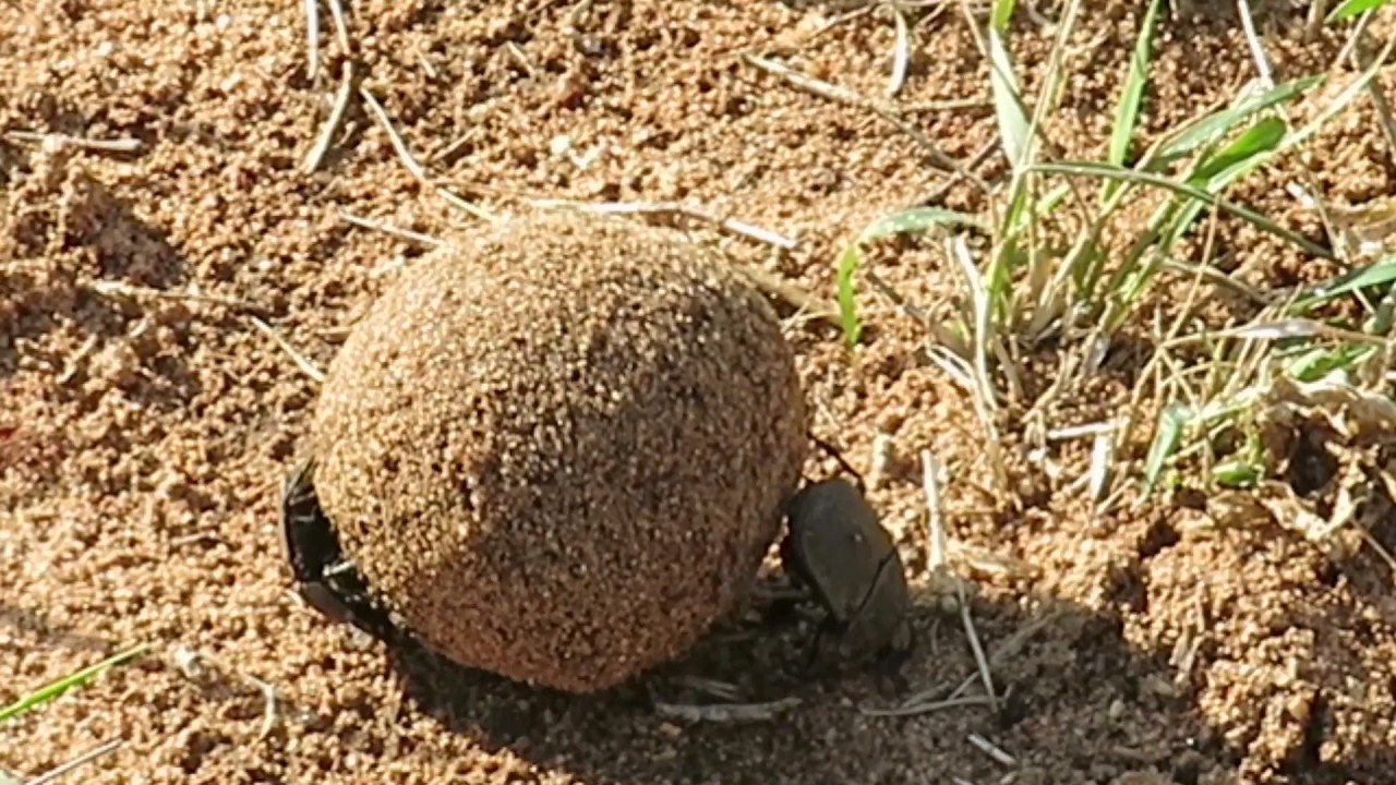 The Dyngbagge Story (Dung Beetle Story) - YouTube