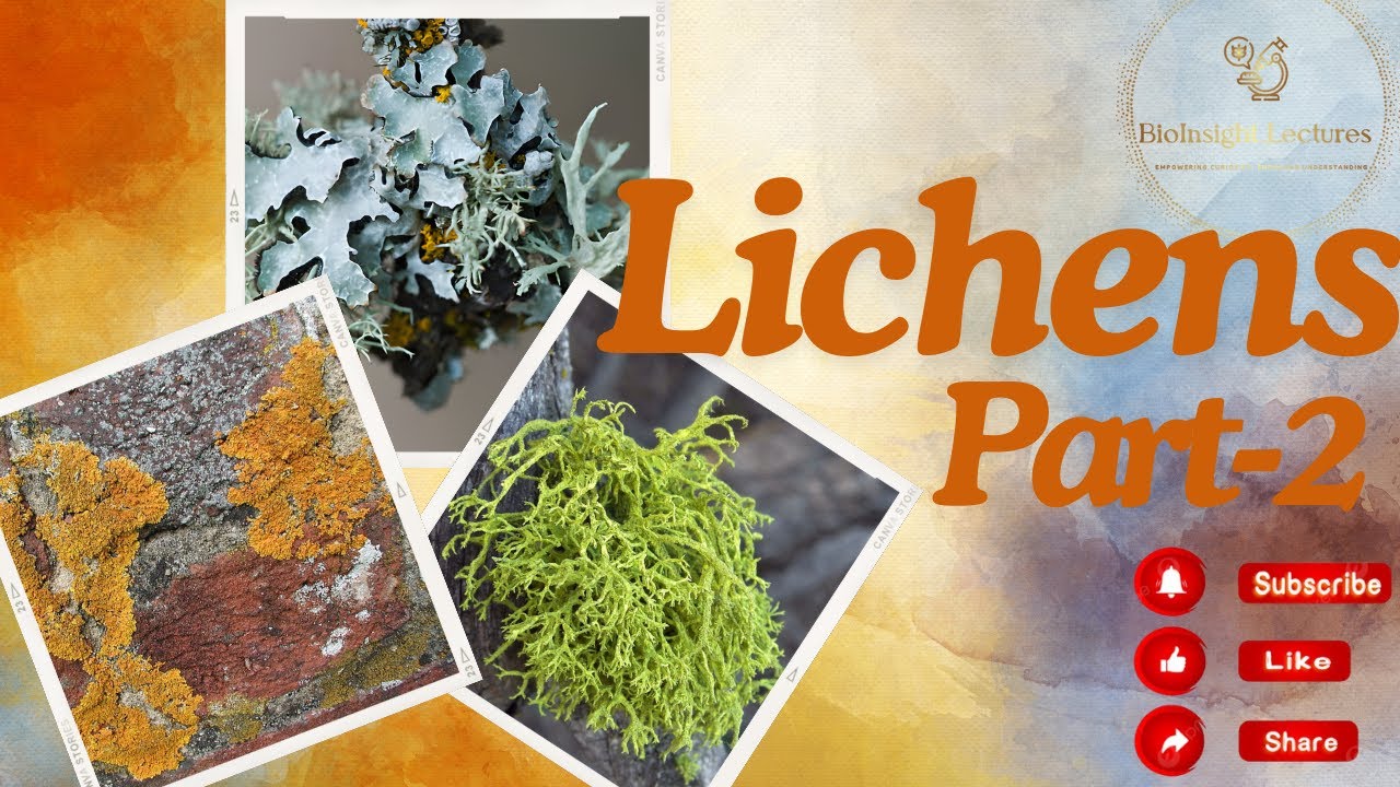 Lichens: Types, Ecological, and Economic Importance Part 2 - YouTube