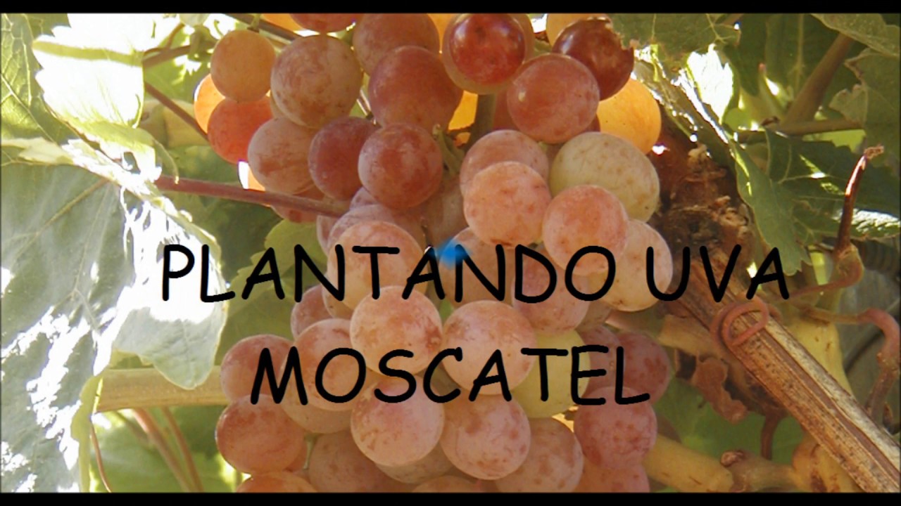 Diário de Uma Agrofloresta #26 - Plantando um Muda de Uva Moscatel ...