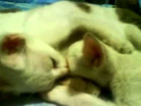 kangen mimik ibu,netek tangan popeye