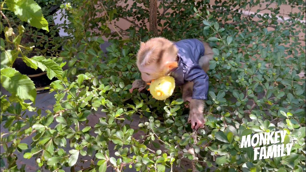 Baby DiDi boy playing on the treee with dark toy , How much fun they ...