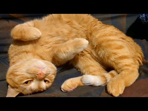 Human touch causes this adorable baby squeak, then tells human she ...