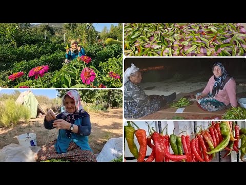 BİBER ÇEŞİTLERİ🌶 | AĞARMADAN  TURŞULUK BİBER KURUTMA | BİTMEYEN İŞLERİMİ KAYNANAM KOMŞULAR BİTİRDİ