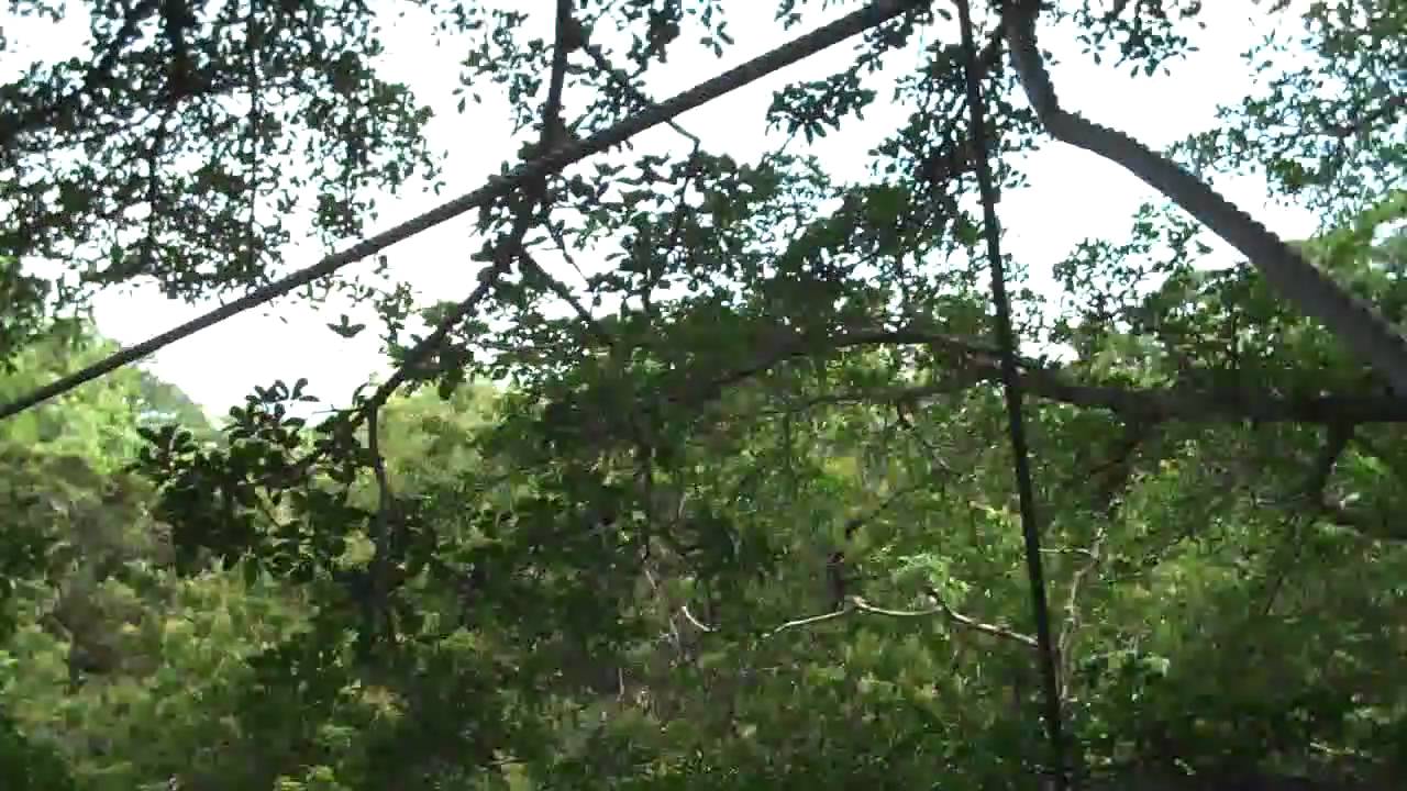Rainforest Canopy Zip Line Tour in Costa Rica - YouTube