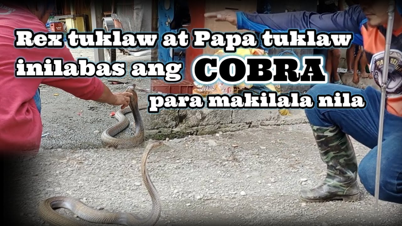 REX TUKLAW AT PAPA TUKLAW INILABAS ANG COBRA PARA MAKILALA Nila - YouTube