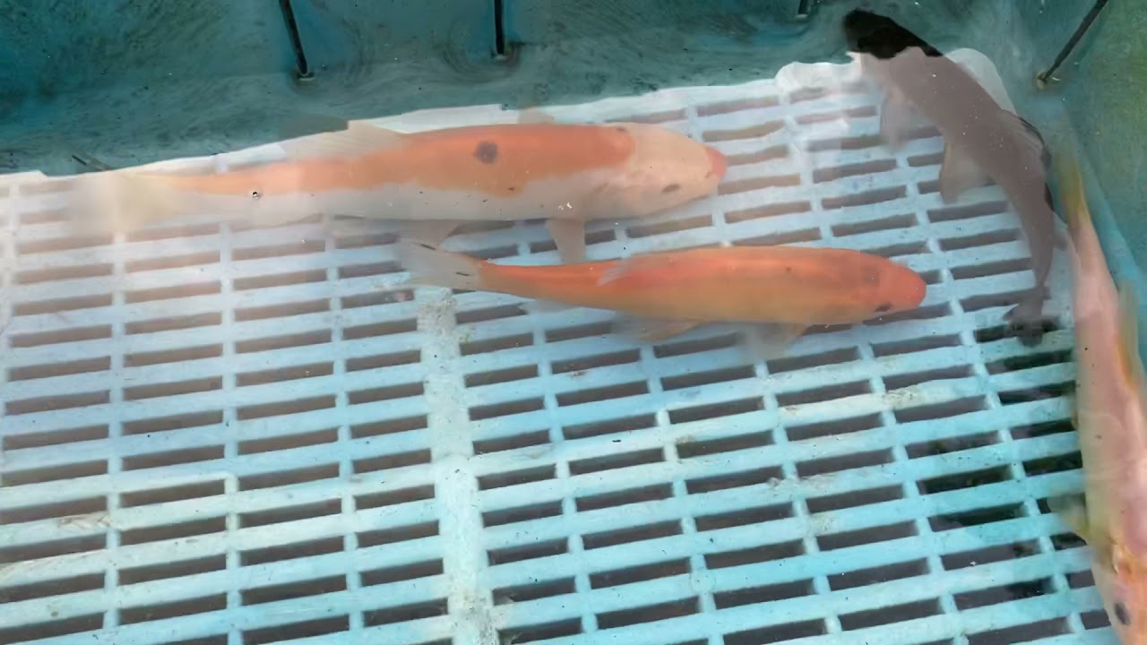 Green, Gold and Blue Tench! Rare colour variations! MF Aquatics - YouTube