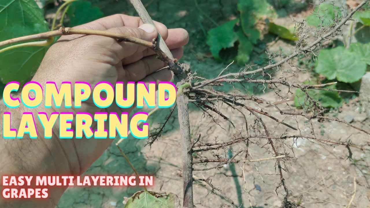 Compound Layering in Grapes/ Easy Multi Layering in Grapes - YouTube