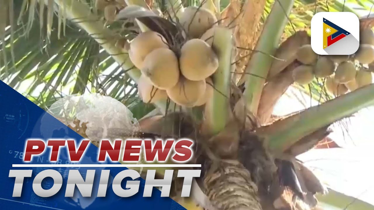PCA vows to boost coconut production - YouTube