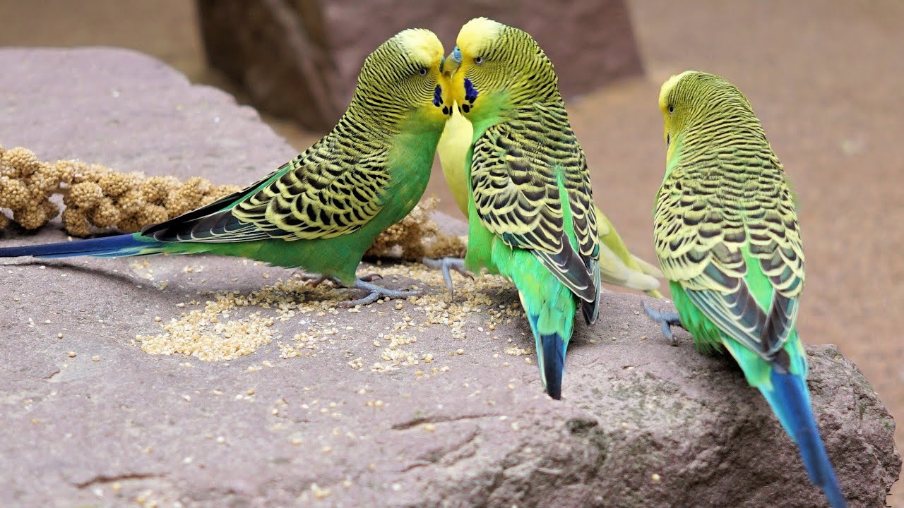 PERIQUITO AUSTRALIANO // Melopsittacus undulatus - YouTube