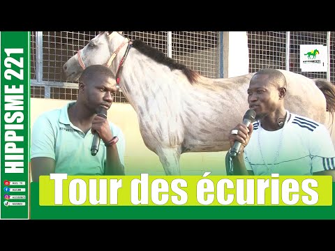 TOUR DES ECURIES : ECURIE NDIAP CHEZ BADOU NDIAYE
