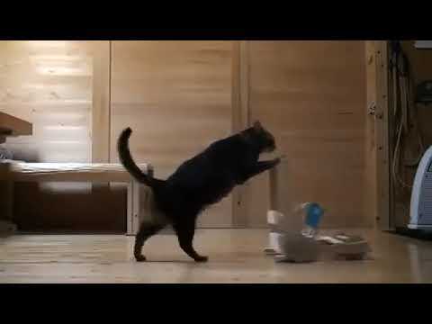 bahçe çimleri biçilir ev temizliğine gidilir - garden lawns are cut and go to house cleaning