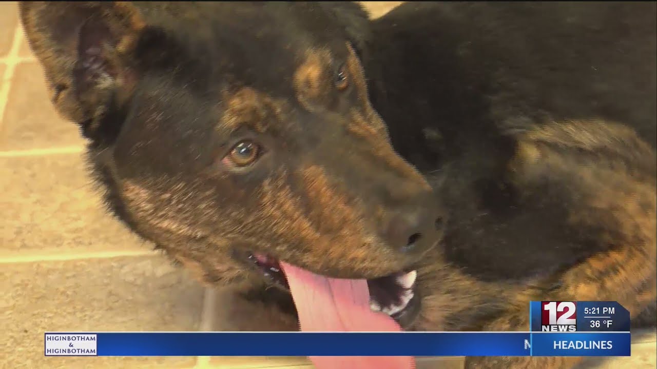 Two-legged dog stealing Doddridge County community's heart - YouTube