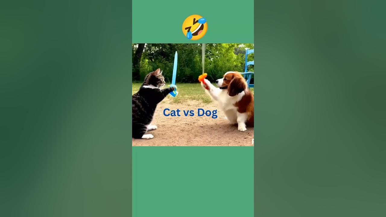 Epic Sword Fight. Cat vs. Dog! ⚔️🐱🐶 - YouTube