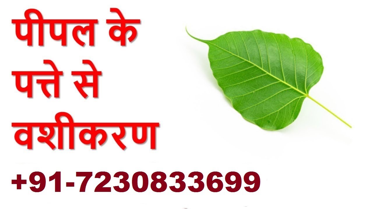 Pipal Ke Patte Se Vashikaran | Pipal Ke Patte Se Vashikaran Totka ...