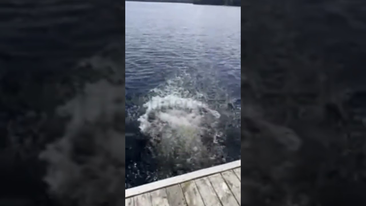 Life Jacket Diaper Trick for Drinks in the Lake, Ontario, Canada - 27 ...