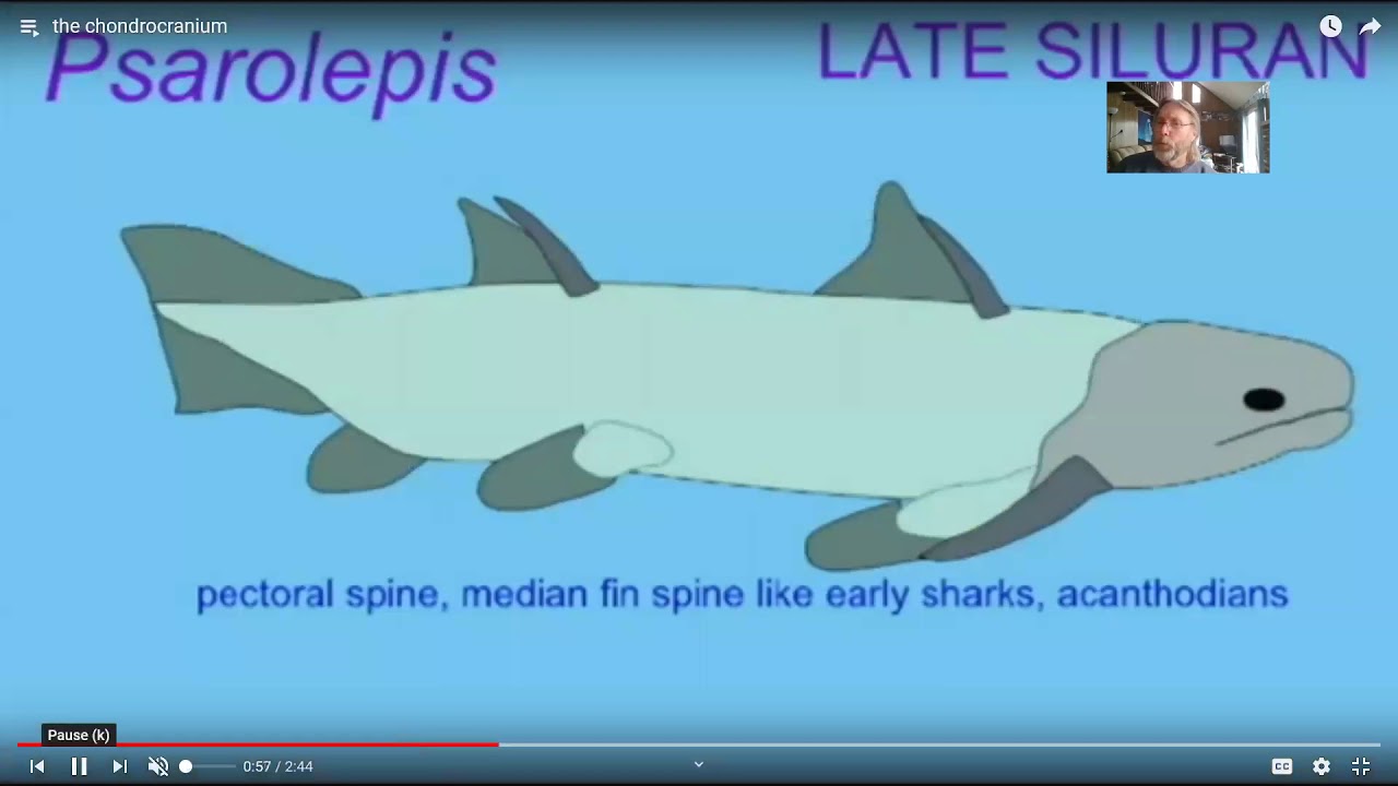 3 regions of the vertebrate skull: splanchnocranium, chondrocranium ...