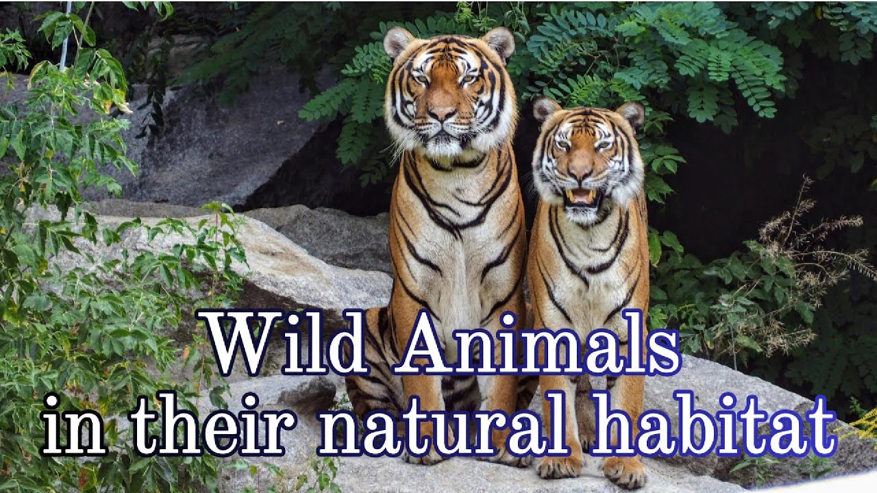 Wild Animals in Their Natural Habitat – Raw & Untamed Wildlife Footage ...