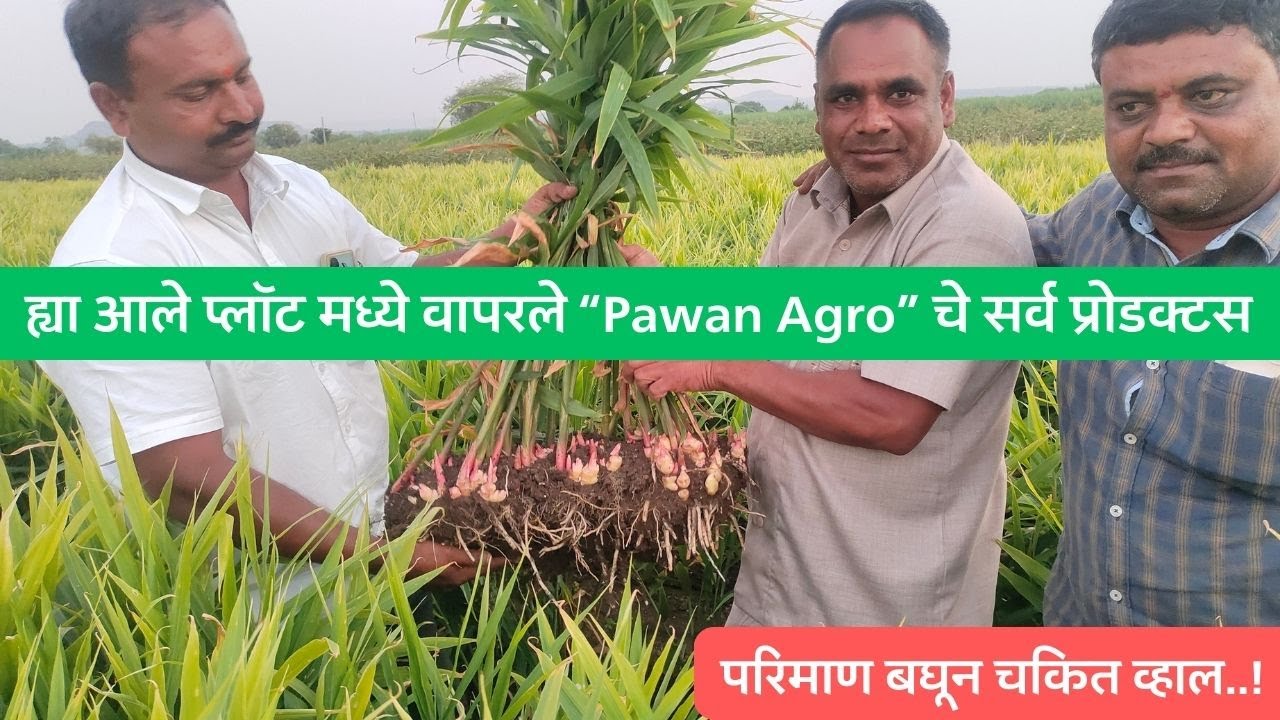 ह्या आले प्लॉट मध्ये वापरले “Pawan Agro” चे सर्व प्रोडक्टस, परिमाण बघून ...