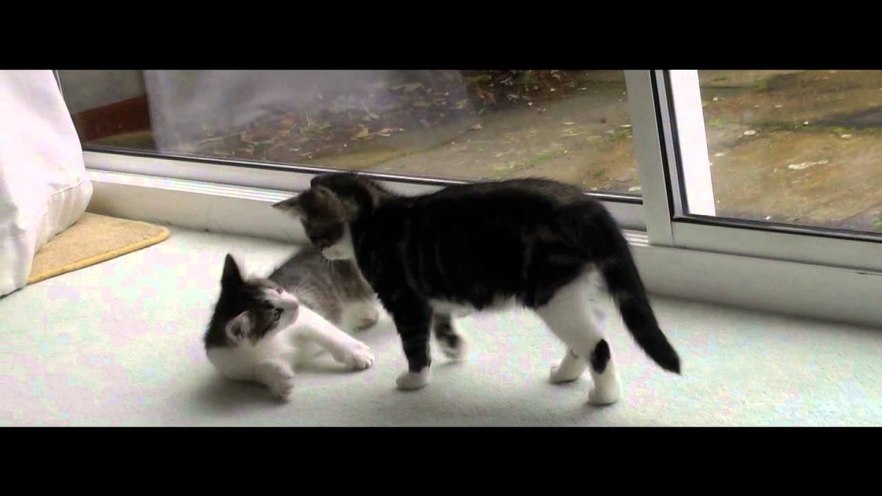 kitten wars - YouTube
