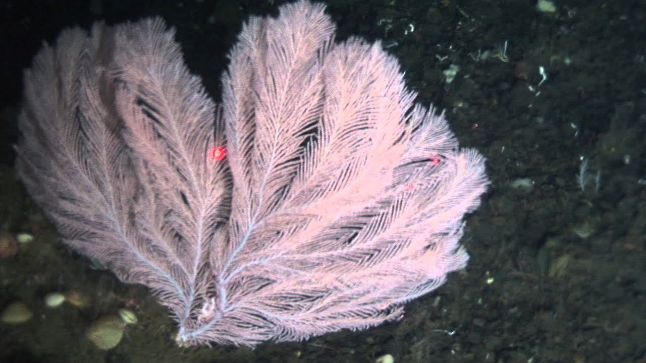 Bering Sea Underwater Highlights Clipreel - YouTube