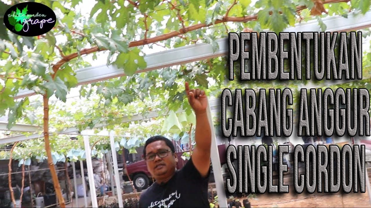 PEMBENTUKAN CABANG ANGGUR SINGLE CORDON VERSI WHITE GARDEN PART # 1 ...