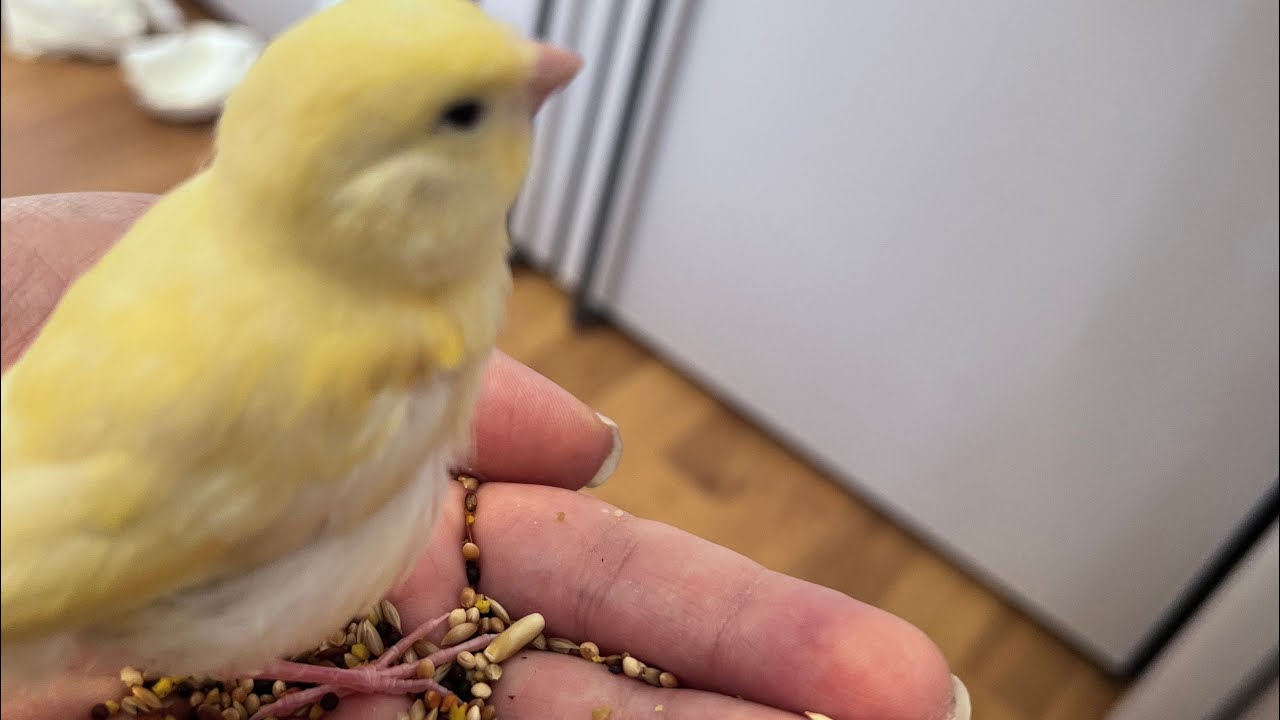 Introducing The legit #funny Canary #memes - YouTube