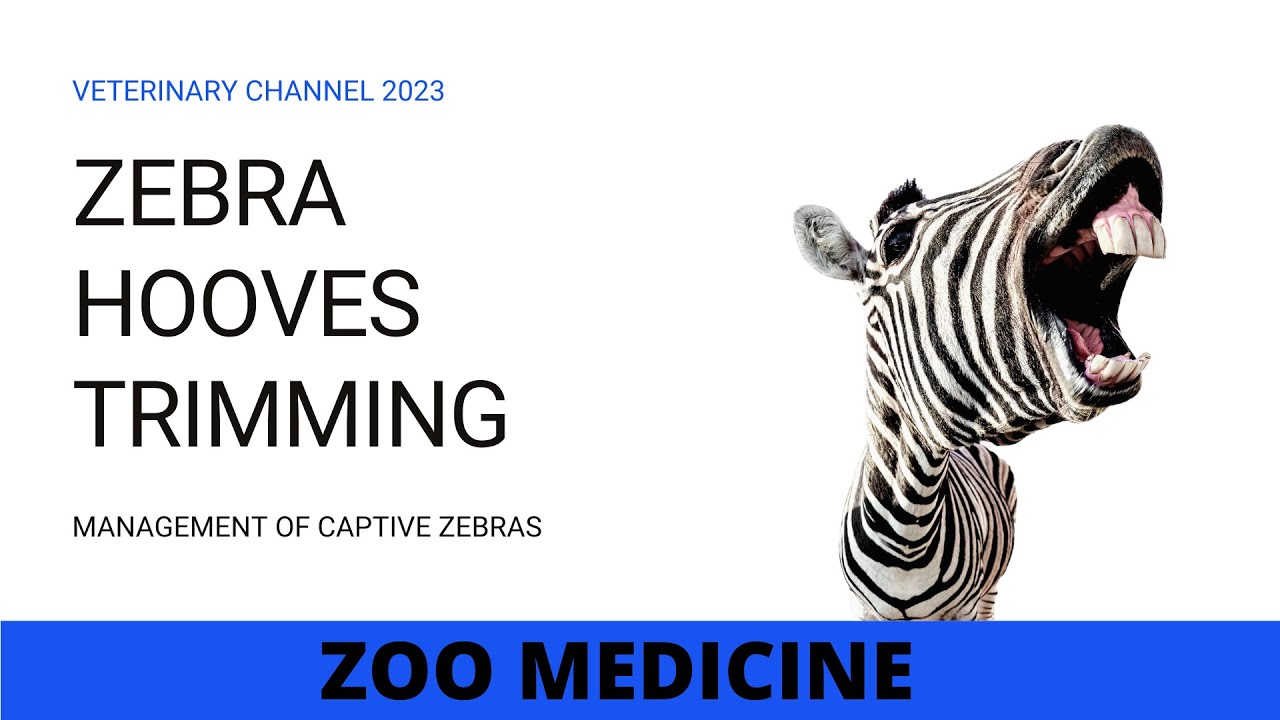 Why Is Trimming The Hoof Of Captive Zebras Important? - YouTube