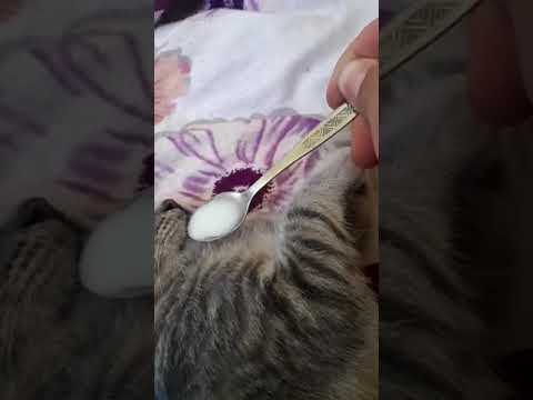 Rotvaydıra kafa tutan kedim yataklık oldu belden aşası felç kaldı 😣