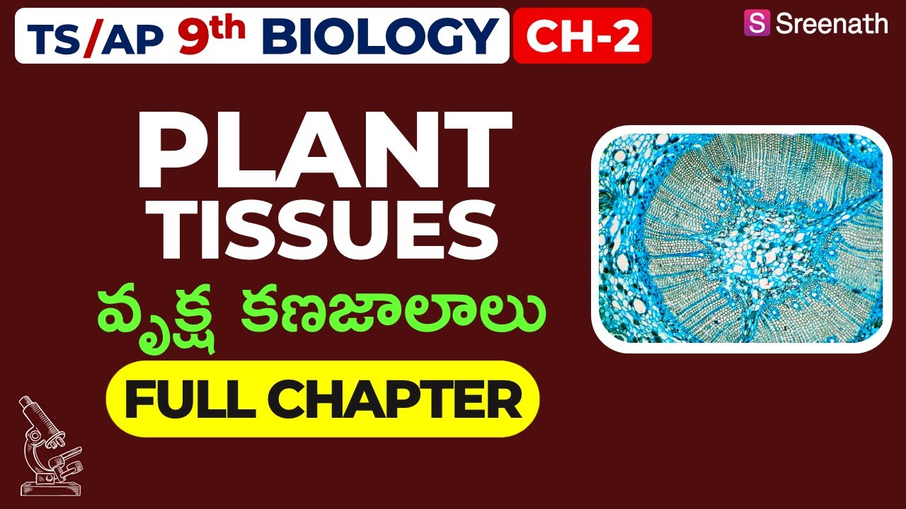 Plant Tissues: Full Chapter in తెలుగు | TS/AP Class 9 Biology | Chapter ...